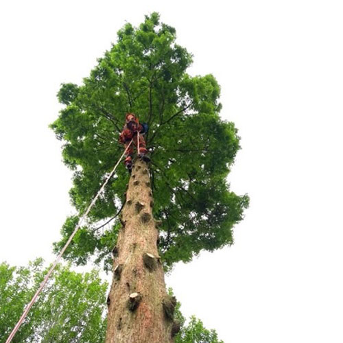 PLS Group UK| Arboriculture Specialists| North Yorkshire